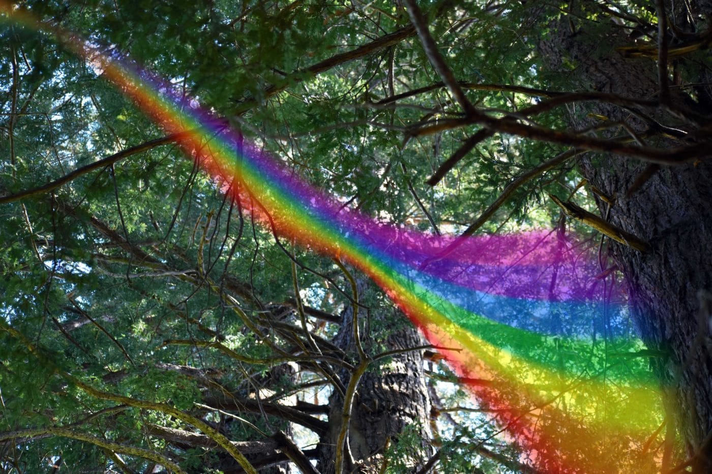 Rainbow Walk Graphic | Filoli