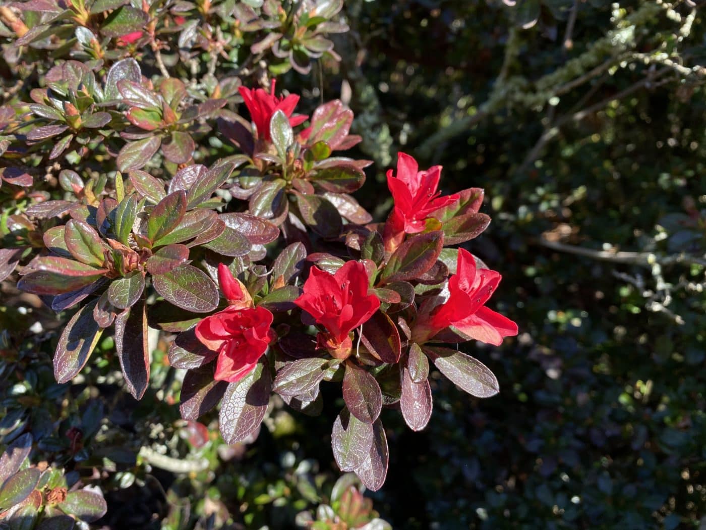 What’s Blooming | Filoli