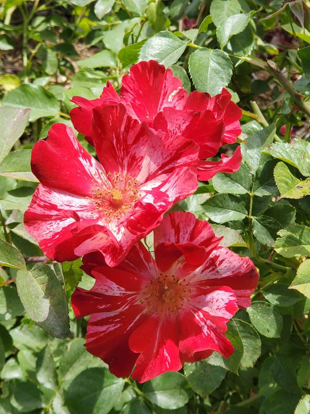 What’s Blooming | Filoli