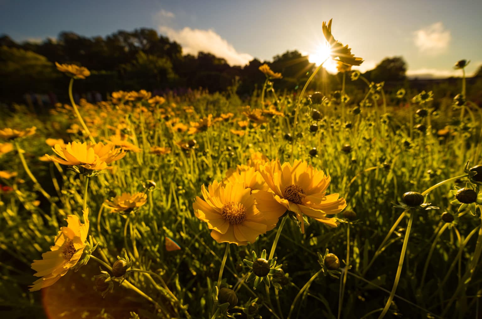 Filoli | Historic House & Garden | Filoli