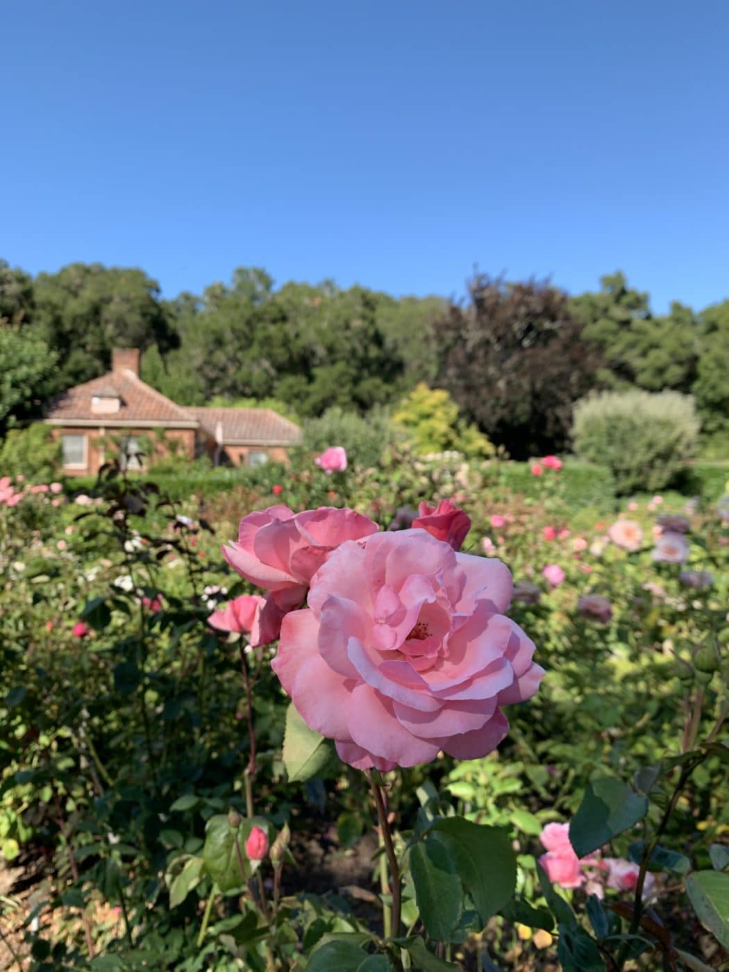 What’s Blooming | Filoli