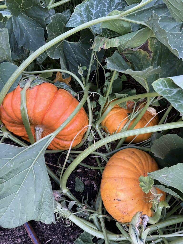 Filoli | Historic House & Garden | Filoli